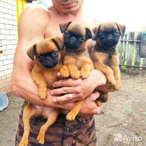 Щенки пти брабансона