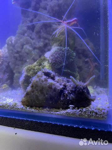 Морской заяц