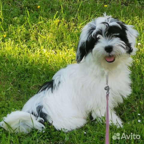 Щенок Хаванез