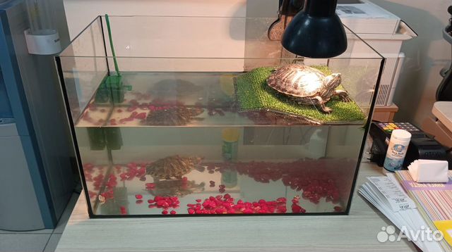 Красноухая черепаха с аквариумом