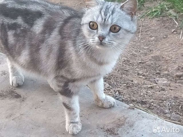 Британская мраморная кошка