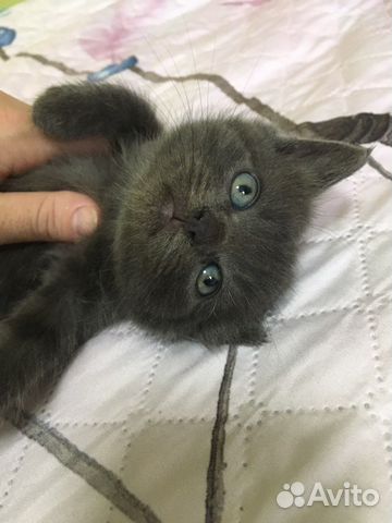 Котик в добрые руки. Помесь Шотландской и дворняги