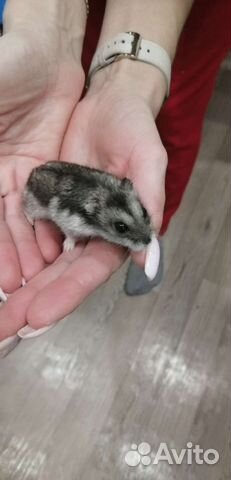 Джунгарский хомяк
