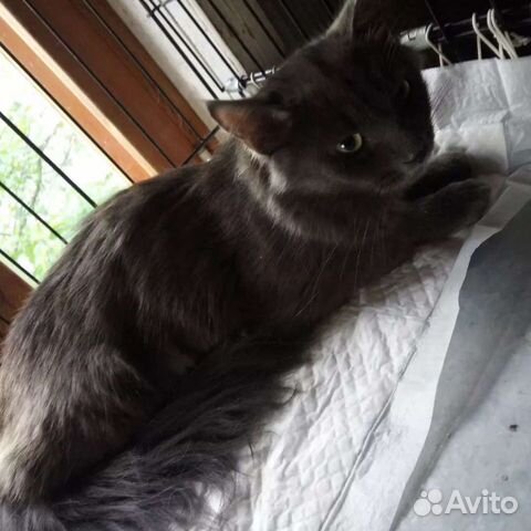 Кошка нибелунг в добрые руки