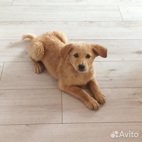 Айка, 2,5 месяца, в добрые руки