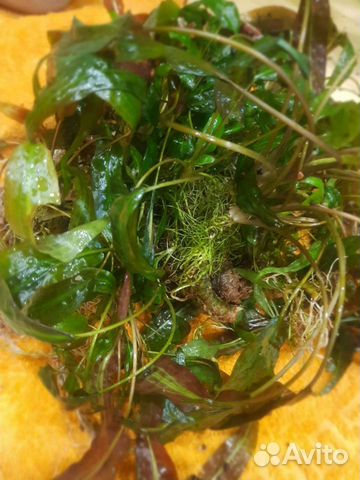 Криптокарина