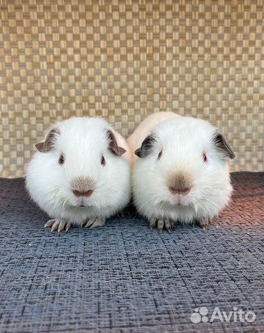 Морские свинки Калифорния (пара мальчишек)