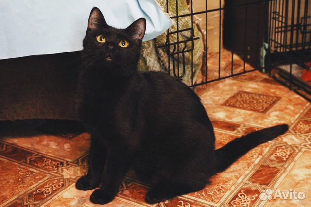 Чёрная кошка