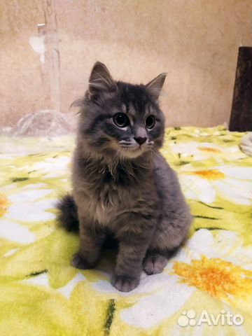 Котенок мальчик