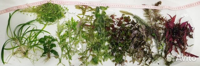 Разноплановый набор растений