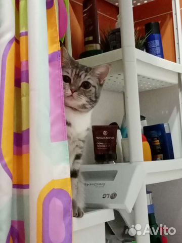 Случка кошки