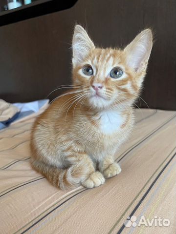 Котенок