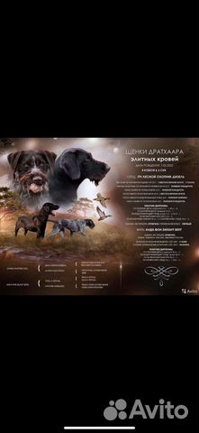 Продам дратхаара