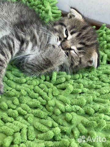 Котята от вислоухой кошечки