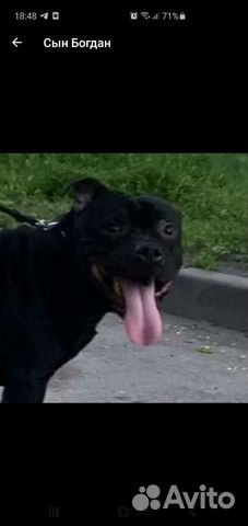 Вязка собак агл.стаф буль