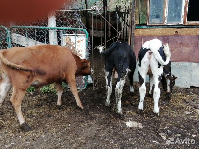 Бычки тёлочка