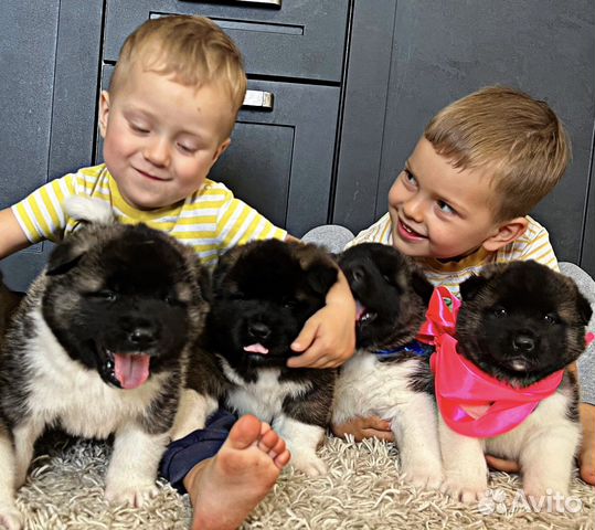 Щеночки американской акиты