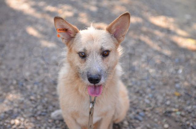 Ищет дом не крупный пёсик Джем