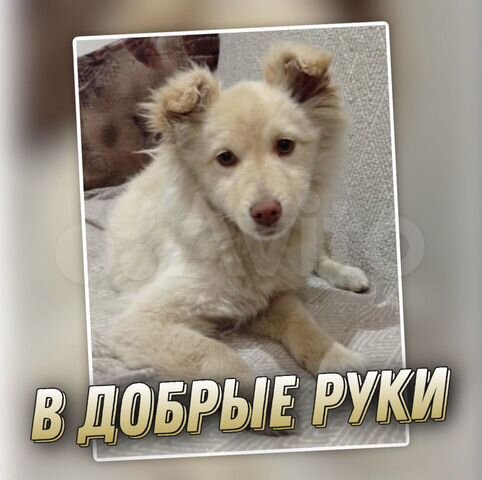 Капа в добрые руки