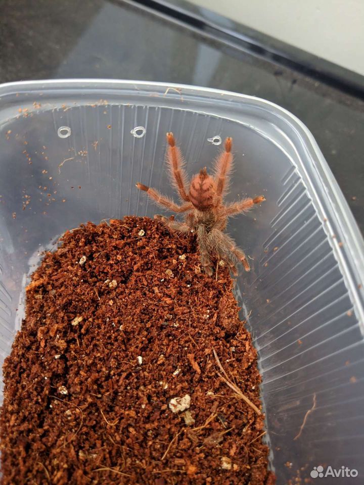 Птицеед Pseudoclamoris gigas (ex. tapinauchenius)