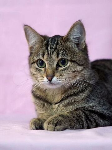 Мусильда ждёт заботливую хозяйку