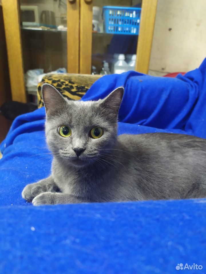 Кошка в поисках любящей семьи