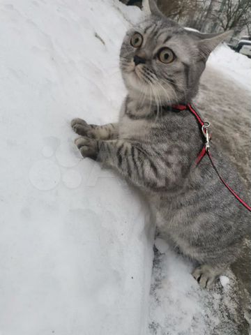 Ищем кота для случки