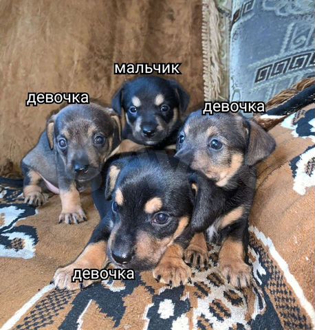 Отдам бесплатно щенки