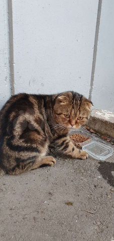 Британский вислоухий кот бесплатно