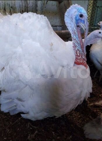 Семья белых широкогрудых индюков