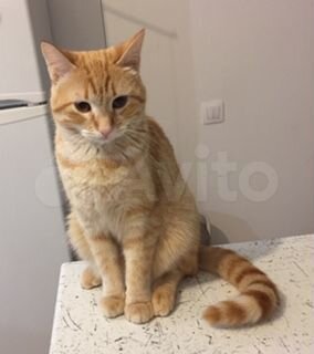 Рыженькая кошечка Соня ищет настоящего друга