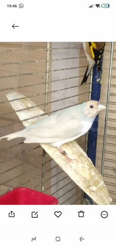 Амадины гульда серебро