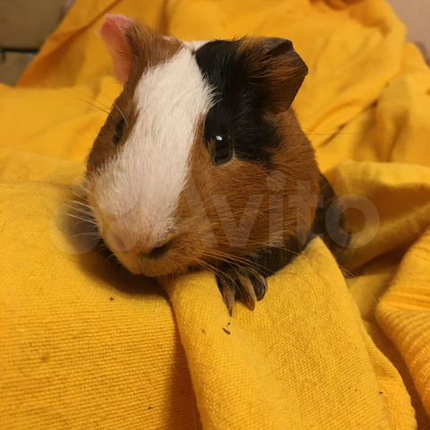 Морские свинки вязка