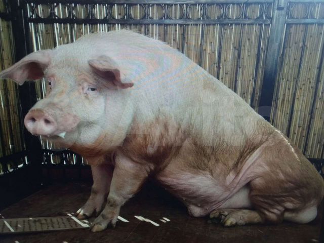 Хряк на случку