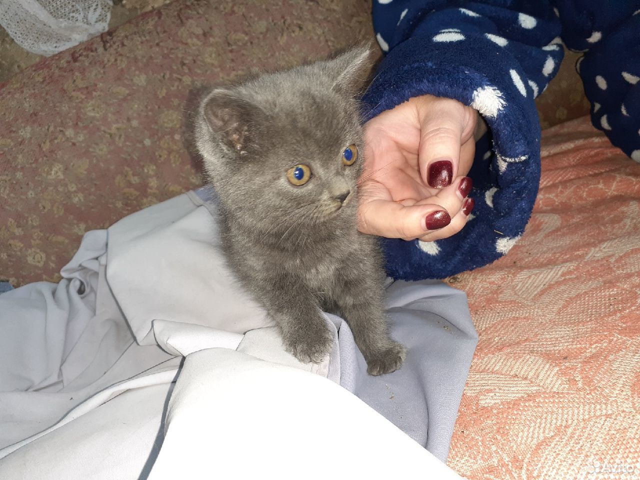 2 невероятно красивые девочки ищут своих хозяев