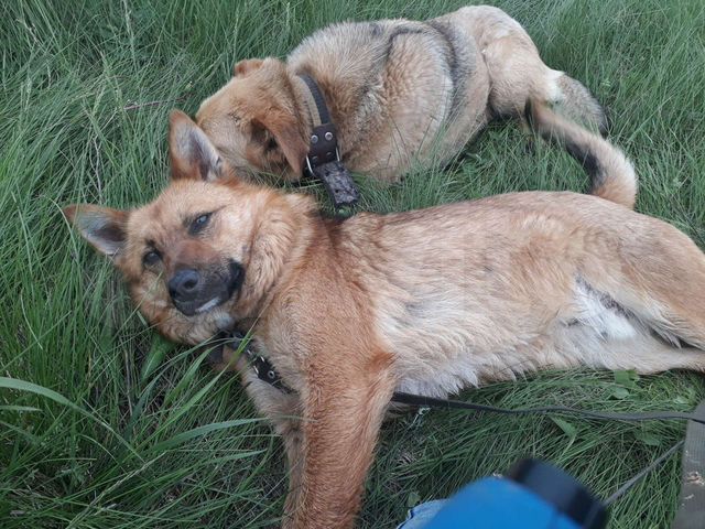 Собаки ориентированные на человека 3 и 5 лет