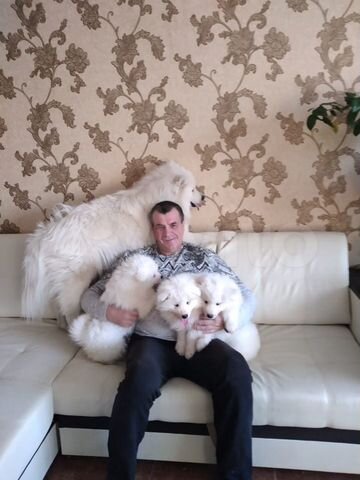 Зимняя Сказка Самоед