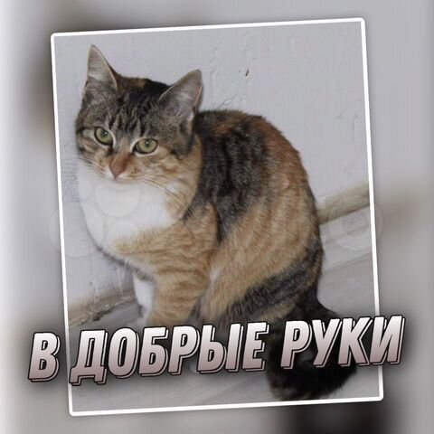 Афина в добрые руки