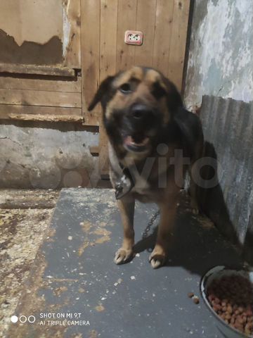 Ральф из приюта г. Воркута. Доставка