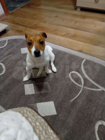 Вязка джек рассела терьера (кобель)