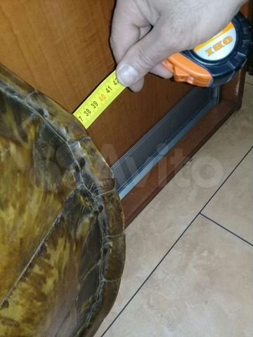 Панцыр морской черепахи. размер 3745