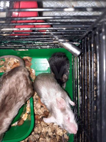 Мышь декоративная для прикорма