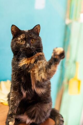 Кошка Чернушка