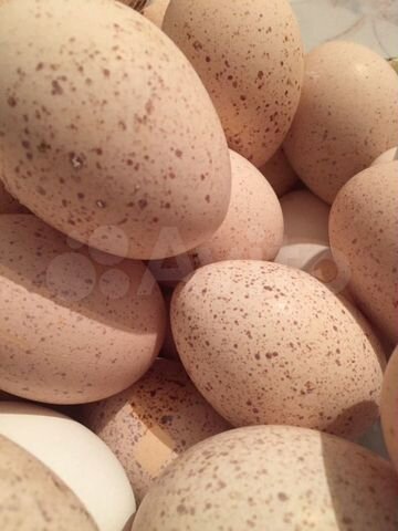 Яйца индюшыные