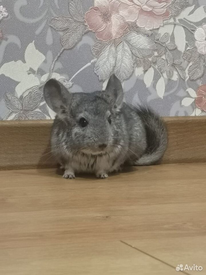 Шиншила