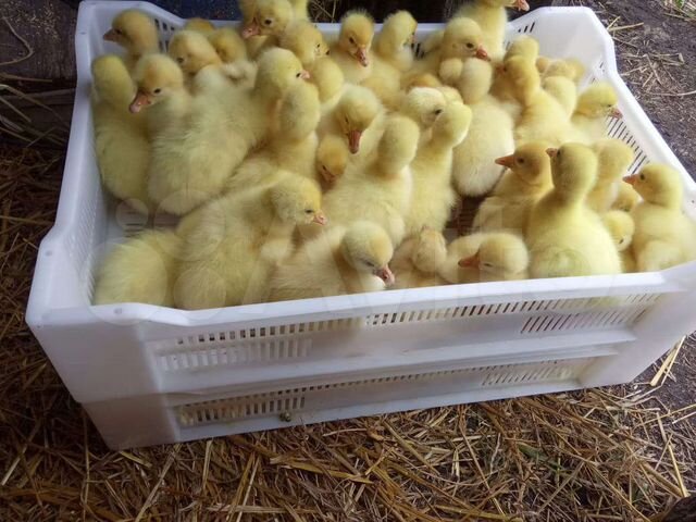 Гусята, цыплята, утята суточные