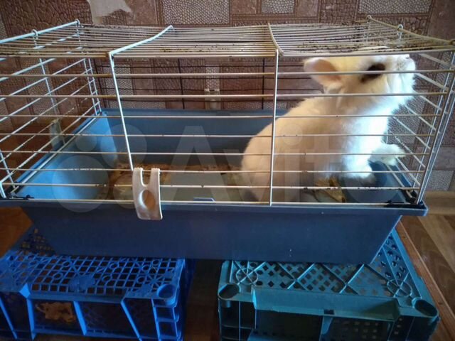 Кролик декоративный