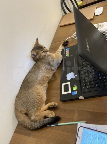 Абиссинский котик ищет прекрасную девушку, кошечку