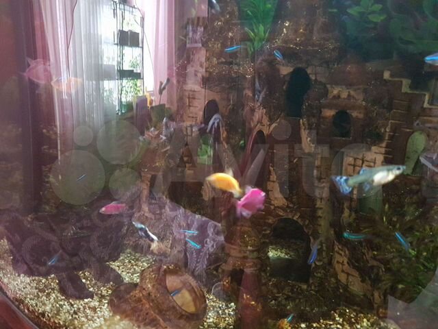 Аквариумные рыбки