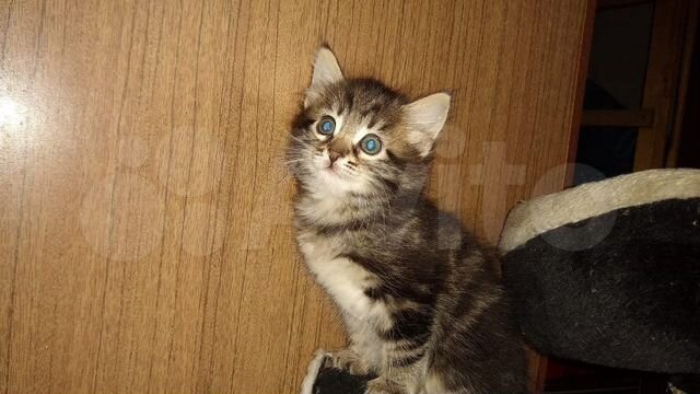 Красотуля ищет дружную семью